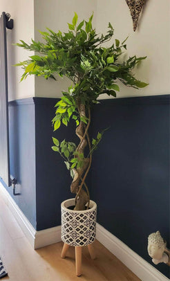 Artificial Japanese Fruticosa Tree Twisted Ficus 120cm – Evergreenery